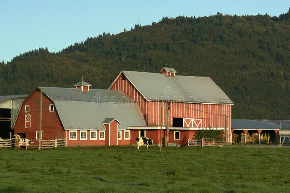 1,167 Red Farm Barn Cows Stock Photos - Free & Royalty-Free Stock ...