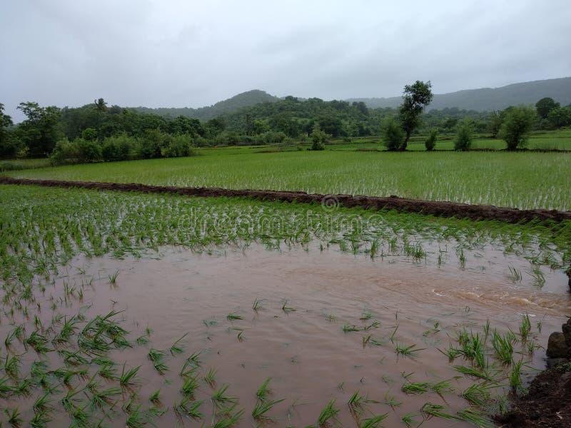 Farm stock photo. Image of farm, rise, farming, water - 121504704
