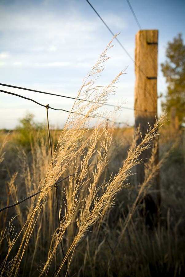 Farm Fence stock photo. Image of fencing, farming, australian - 13991526