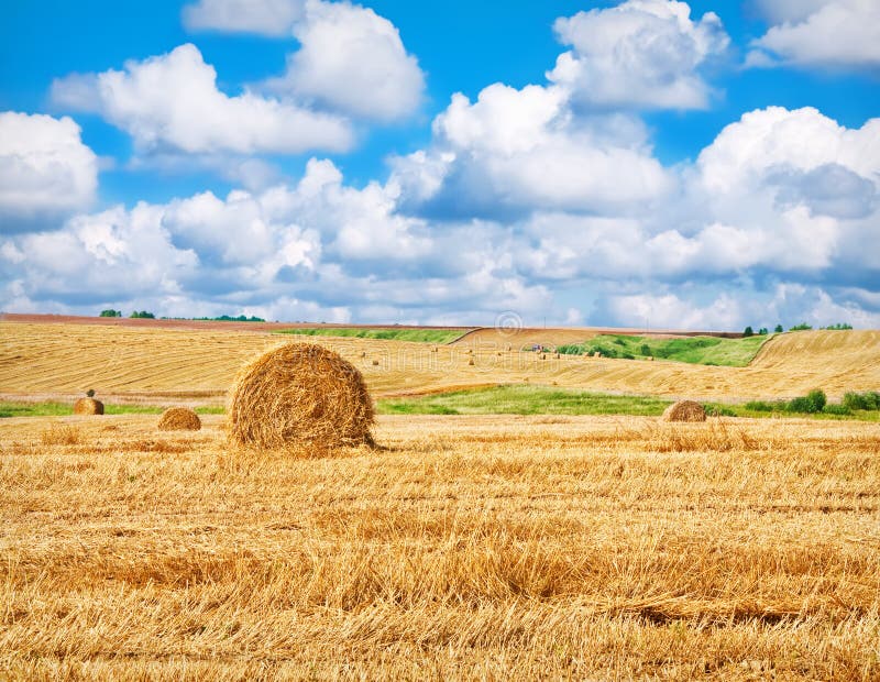 Landscape View of a Farm Field with Gathered Crops Stock Photo - Image ...