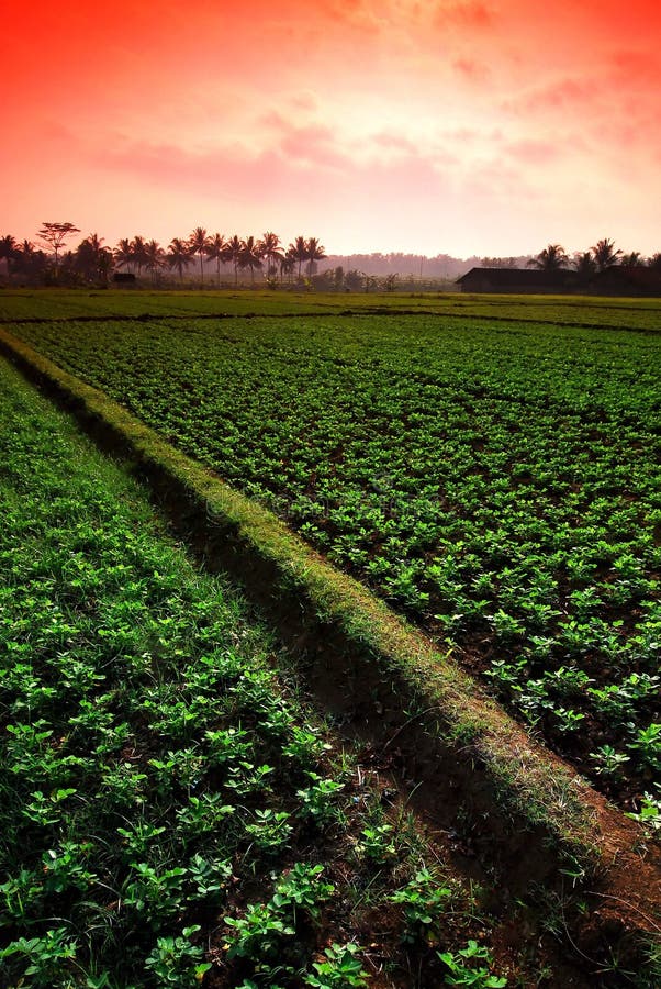 Farm field stock image. Image of village, plants, sunny - 2924571