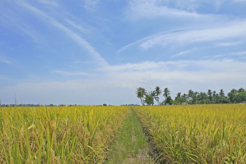 Farm Field stock photo. Image of landscape, outdoor, rows - 4188546