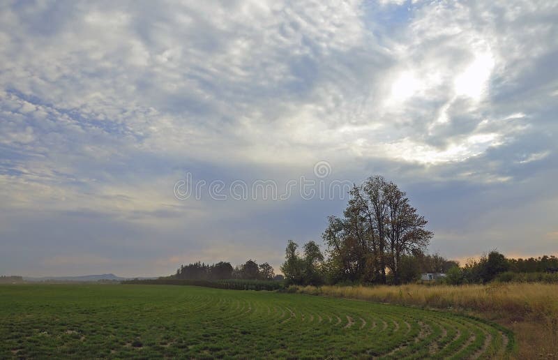 Farm field stock image. Image of blue, plants, farm, sunset - 6569905