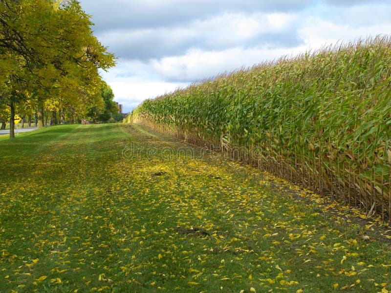 Farm field stock photo. Image of farm, field, nature, agriculture - 7599070