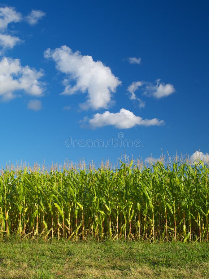 Farm field stock photo. Image of wood, country, blue, countryside - 8527386