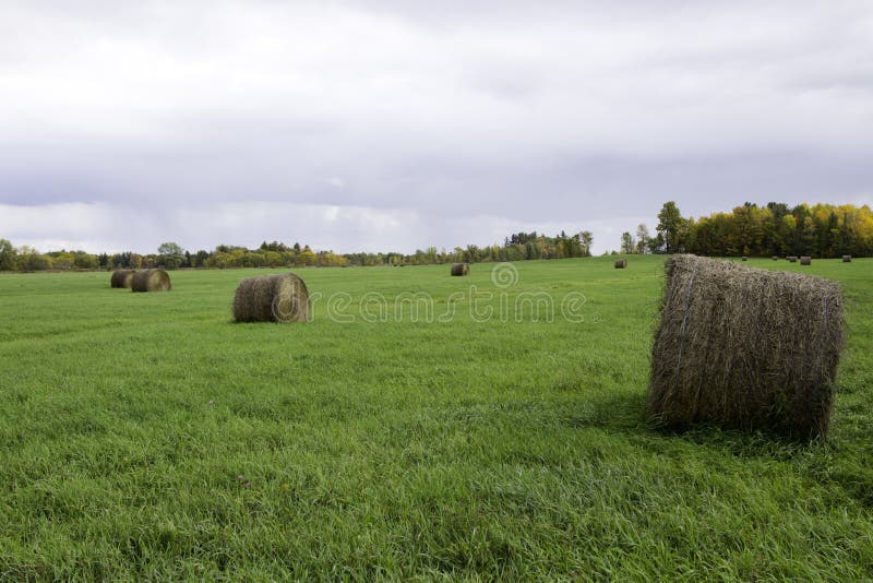 Farm field with bails of hay, Farm field with bails of hay during