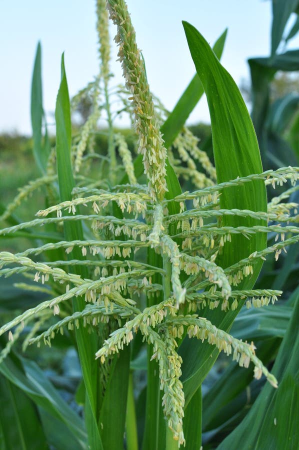 Panicle of Corn Blooms in a Field Stock Image - Image of fodder ...