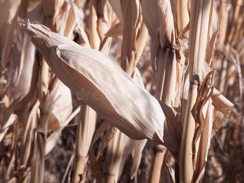 Farm Field of Corn in Fall stock photo. Image of ripe - 255963278