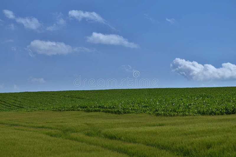 Farm Field with Corn and Grain on a Sunny Day. Stock Image - Image of ...