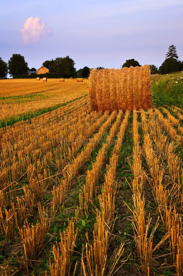 Farm field at dusk stock image. Image of farming, crops - 13050027