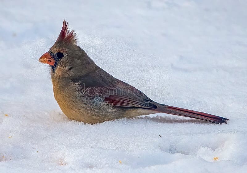 Female Cardinal Tail Feathers Stock Photos - Free & Royalty-Free Stock ...