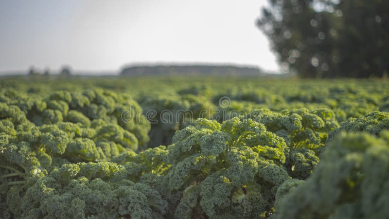 Farm field with fresh Kale stock image. Image of agriculture - 255146911