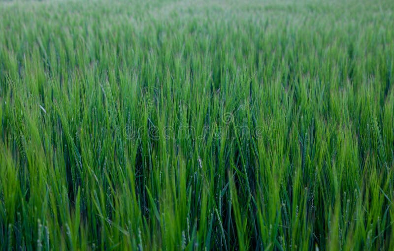 Farm Field of Green Barley stock photo. Image of green - 243402390