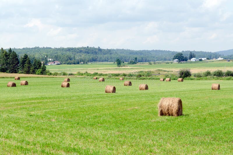 Farm field stock photo. Image of green, ploughed, agriculture - 128543944