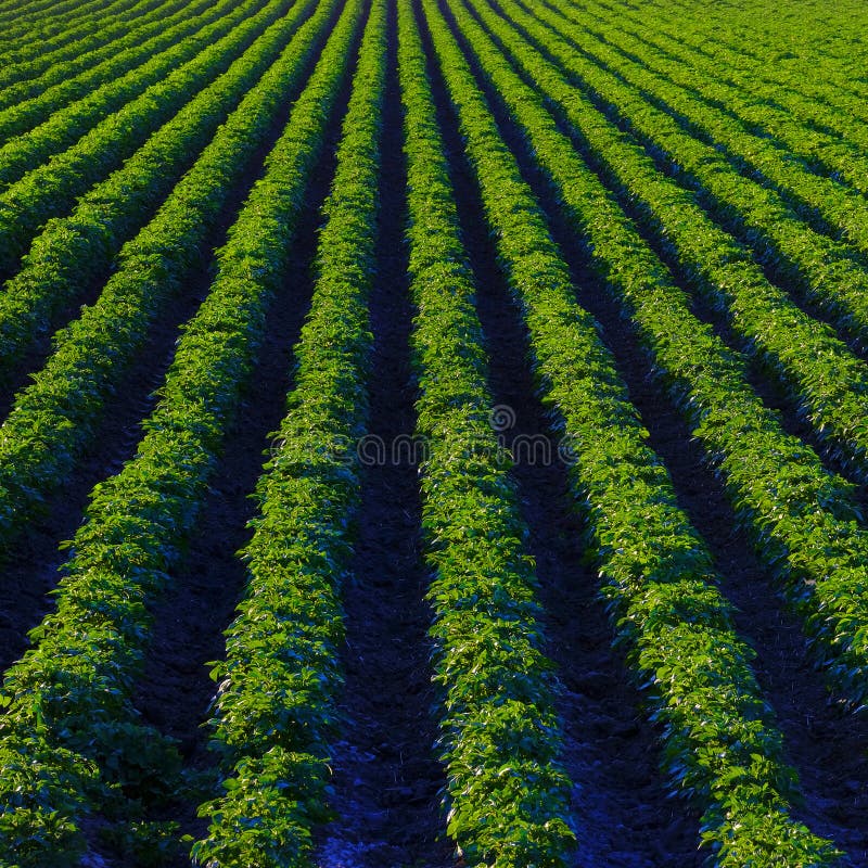 Farm Field of Green Lush Crops Growing in Rows or Lines Stock Image ...