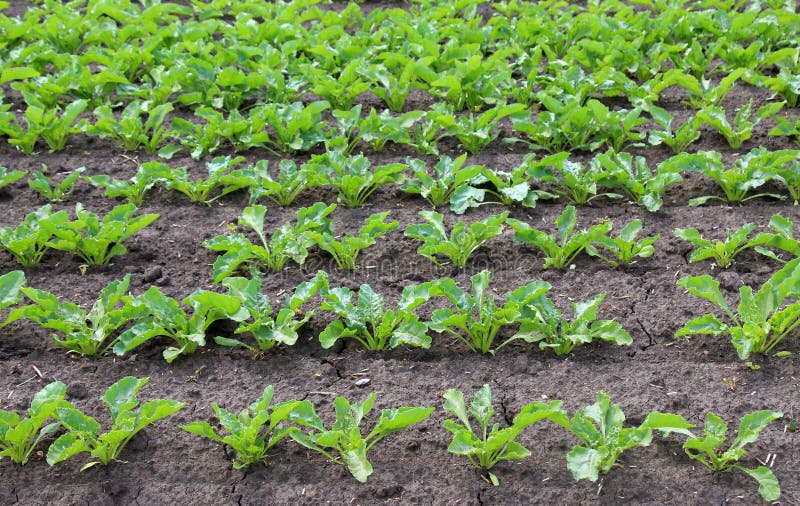 On the Farm Field Grow Sugar Beets Stock Photo - Image of rural, soil ...