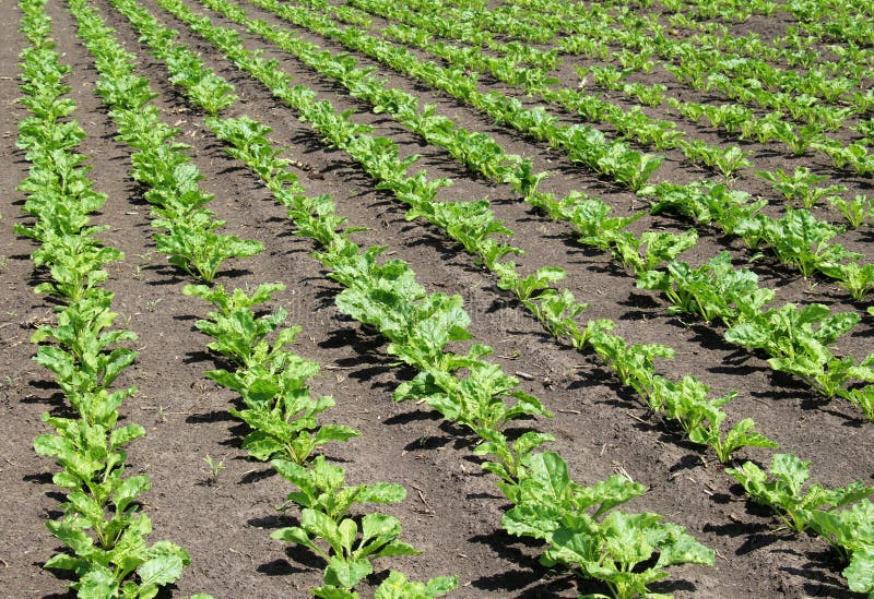 On the Farm Field Grow Sugar Beets Stock Photo - Image of rural, grow ...