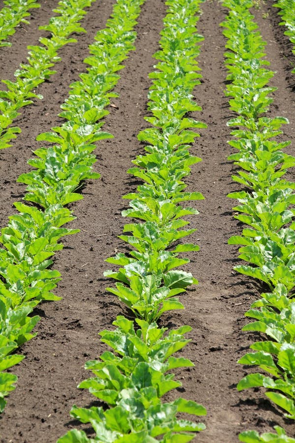 On the Farm Field Grow Sugar Beets Stock Image - Image of farming, farm ... On the Farm Field Grow Sugar Beets Stock Image - Image of farming, farm ...