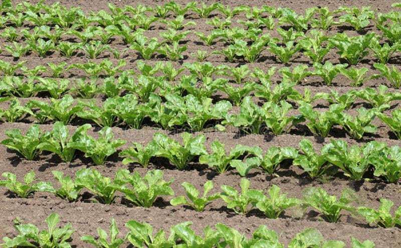 On the Farm Field Grow Sugar Beets Stock Photo - Image of land, hybrids ... On the Farm Field Grow Sugar Beets Stock Photo - Image of land, hybrids ...
