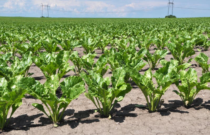 On the Farm Field Grow Sugar Beets Stock Image - Image of farming ...