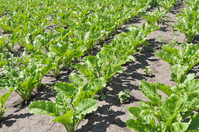 On the Farm Field Grow Sugar Beets Stock Photo - Image of landscape ...
