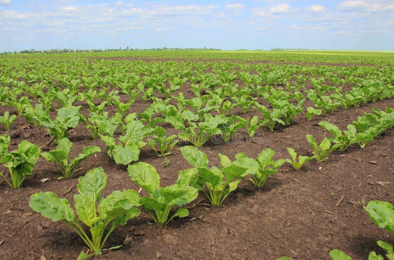 On the Farm Field Grow Sugar Beets Stock Image - Image of plant ...