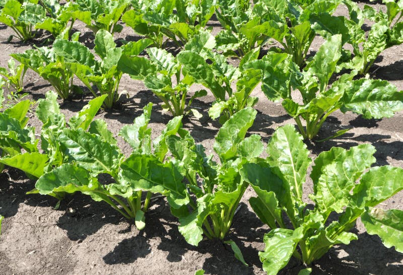 On the Farm Field Grow Sugar Beets Stock Image - Image of field, line ...