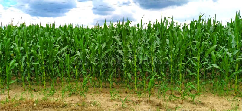 Farm Field with Growing Corn Under Blue Sky with Dark Clouds. Banner ...