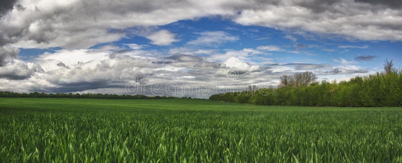 Farm Field with Growing Winter Wheat. Hdr Field Panorama Stock Photo ...