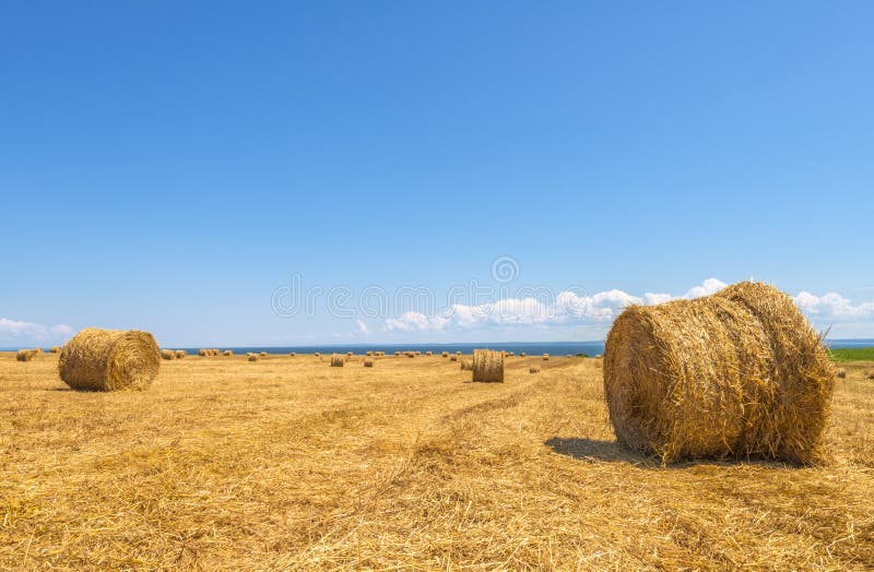 Farm field with hay bales stock image. Image of harvest - 32916851