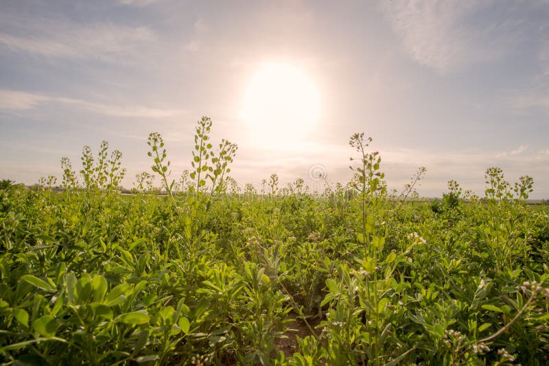Farm field stock photo. Image of planting, horizontal - 54087452