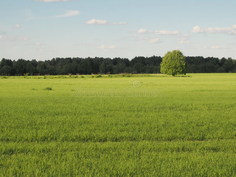 Green rows of young rye stock image. Image of lonely - 149796885