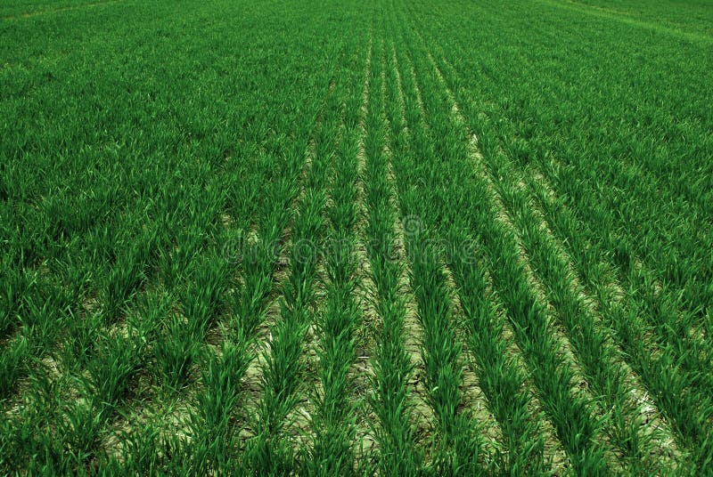 Farm Field With Lush Green Crops Growing Stock Photo - Image of ...