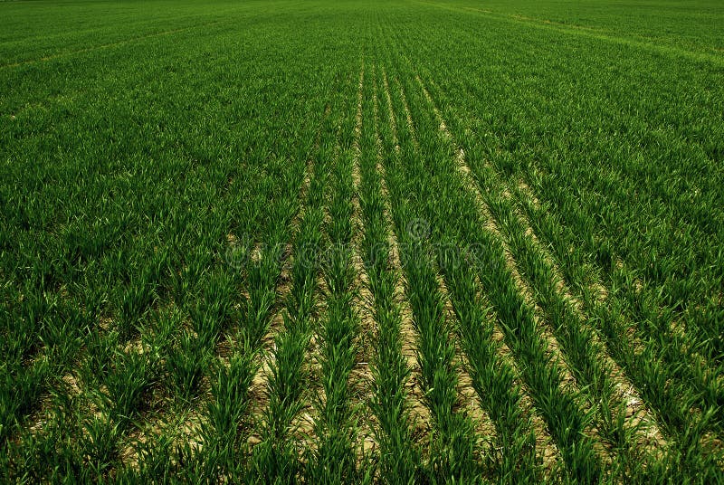 Farm Field with Lush Green Crops Growing Stock Photo - Image of growth ...