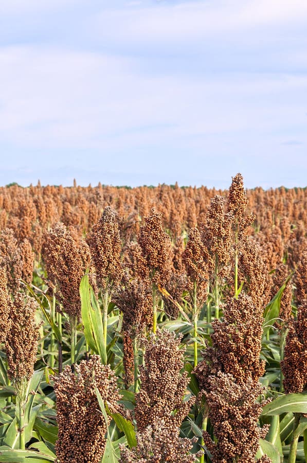Farm Field Milo Sorghum Fall Harvest Stock Photos - Free & Royalty-Free ...
