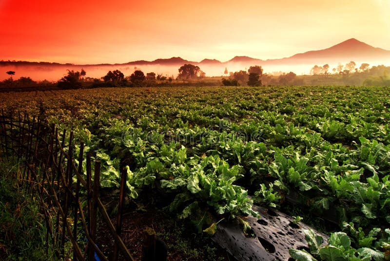Vegetables Farm stock image. Image of field, morning, seeds - 3898829