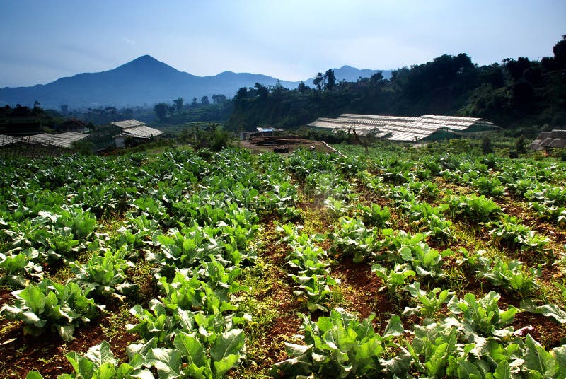 Tobacco field in Cuba stock photo. Image of harvest, cigars - 2051302