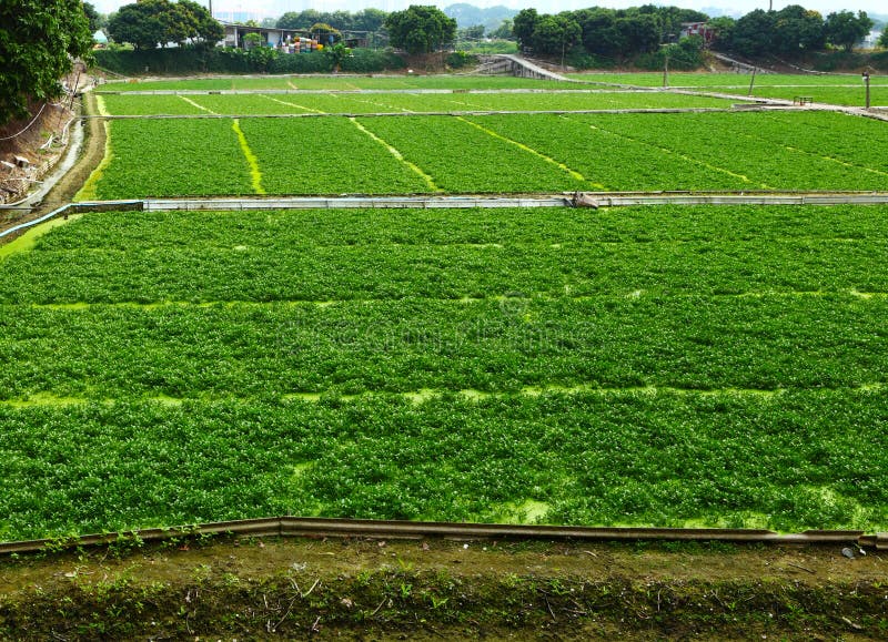 Farm field stock image. Image of rural, meadow, land - 32136693