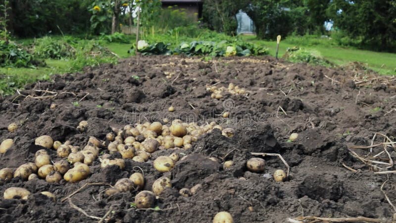 Farm Field with Piles of Potato on Ground at Stock Footage - Video of ...