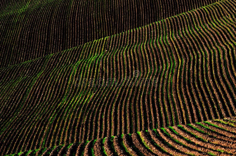 Farm Field Ploughed Dirt Ground Furrows Ready for Planting Stock Photo ...