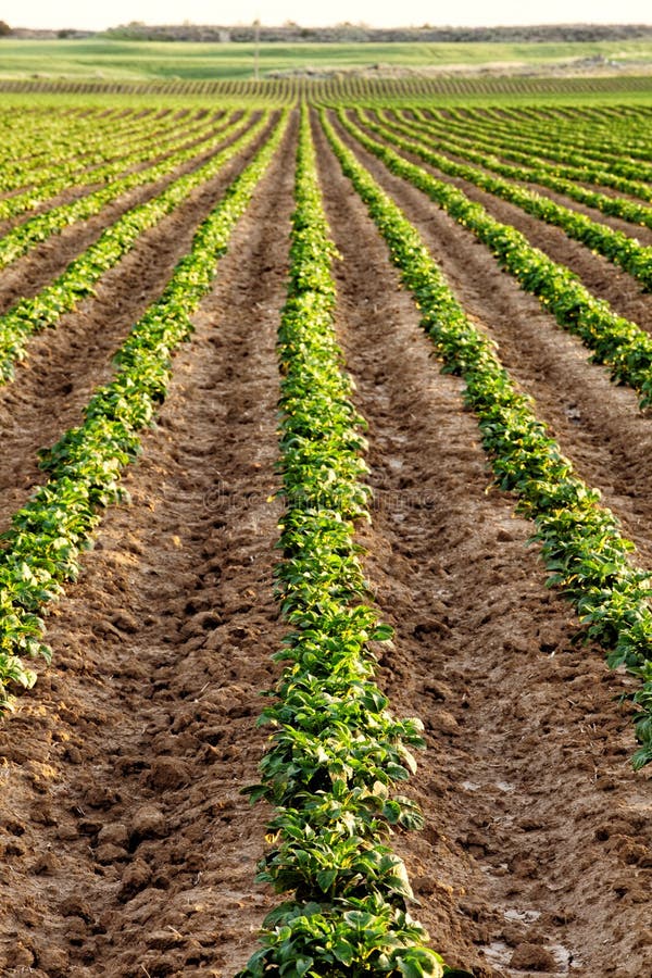 Potatoes Growing in a Farm Field. Stock Image - Image of irrigate ...
