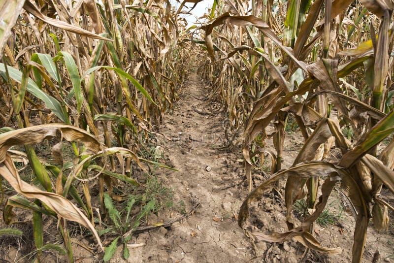 Farm Corn Field Panoramic Panorama Cornfield Stock Photo - Image of ...