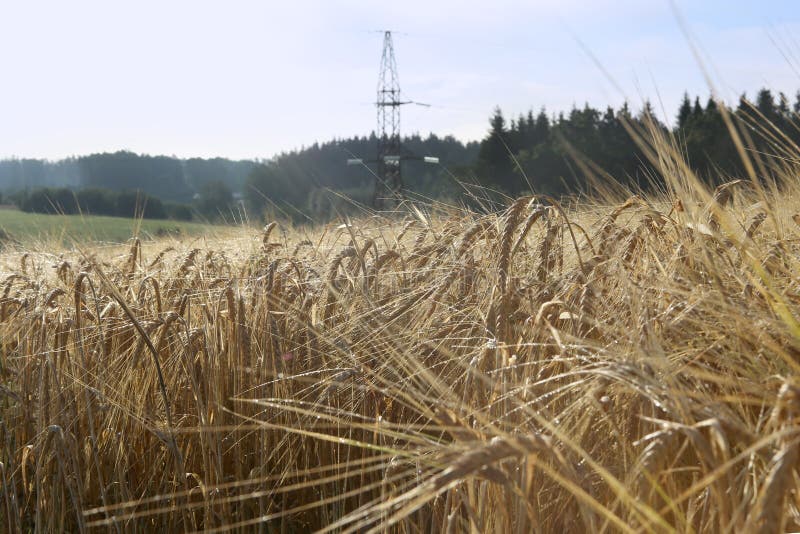 Farm Field with Rye Crops Growing. Stock Image - Image of electrical ...