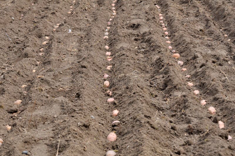 Seed rows stock photo. Image of spring, agricultural, nature - 3189144