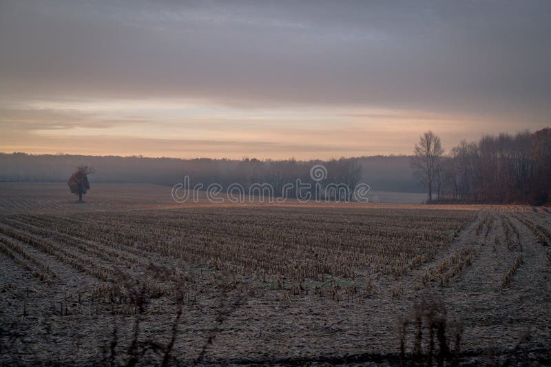A Farm Field at Sunrise with a Lone Tree. Stock Photo - Image of tree ...