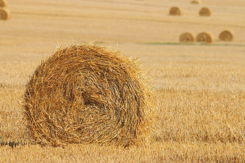 Farm field stock image. Image of harvest, kombain, cloud - 55104935