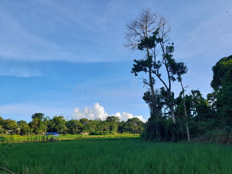 Farm Field Under a Hill Shade Stock Image - Image of paddy, hill: 266028897