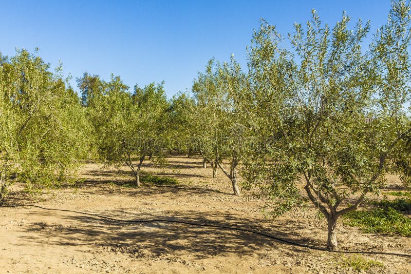 Farm stock photo. Image of farming, herb, agronomy, blue - 93467784