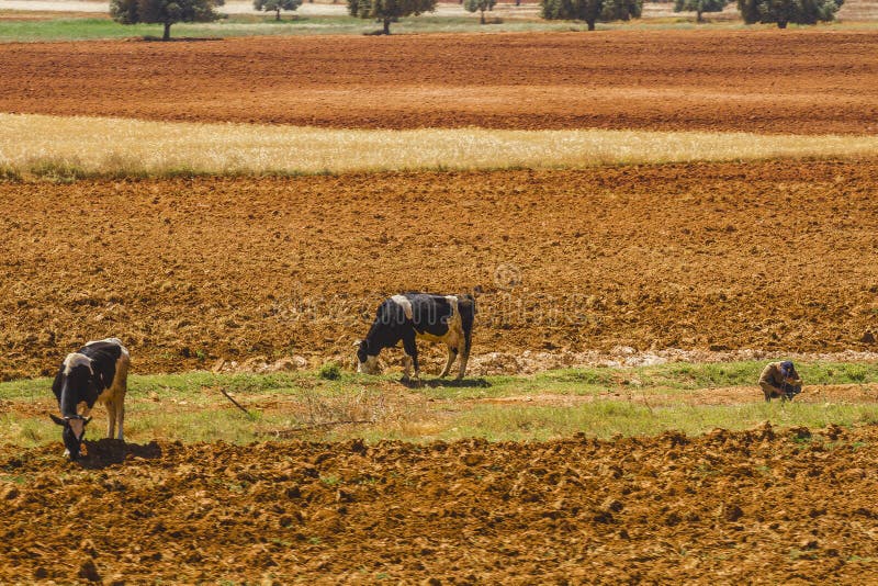 Farm stock photo. Image of africa, cultivating, farming - 93468776