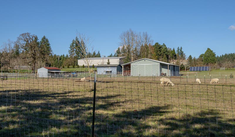 110 Sheep Farm Oregon Stock Photos - Free & Royalty-Free Stock Photos ...